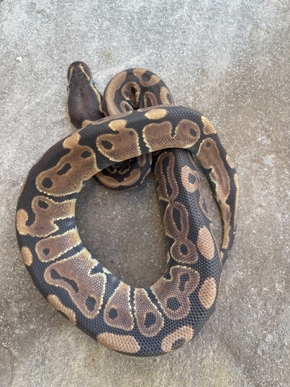 Volta Ball Python by 4Z Exotics