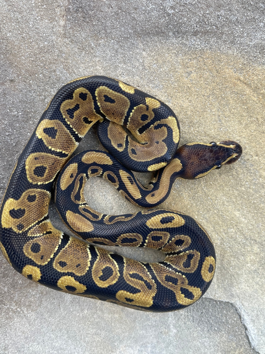 Volta Ball Python by 4Z Exotics - MorphMarket