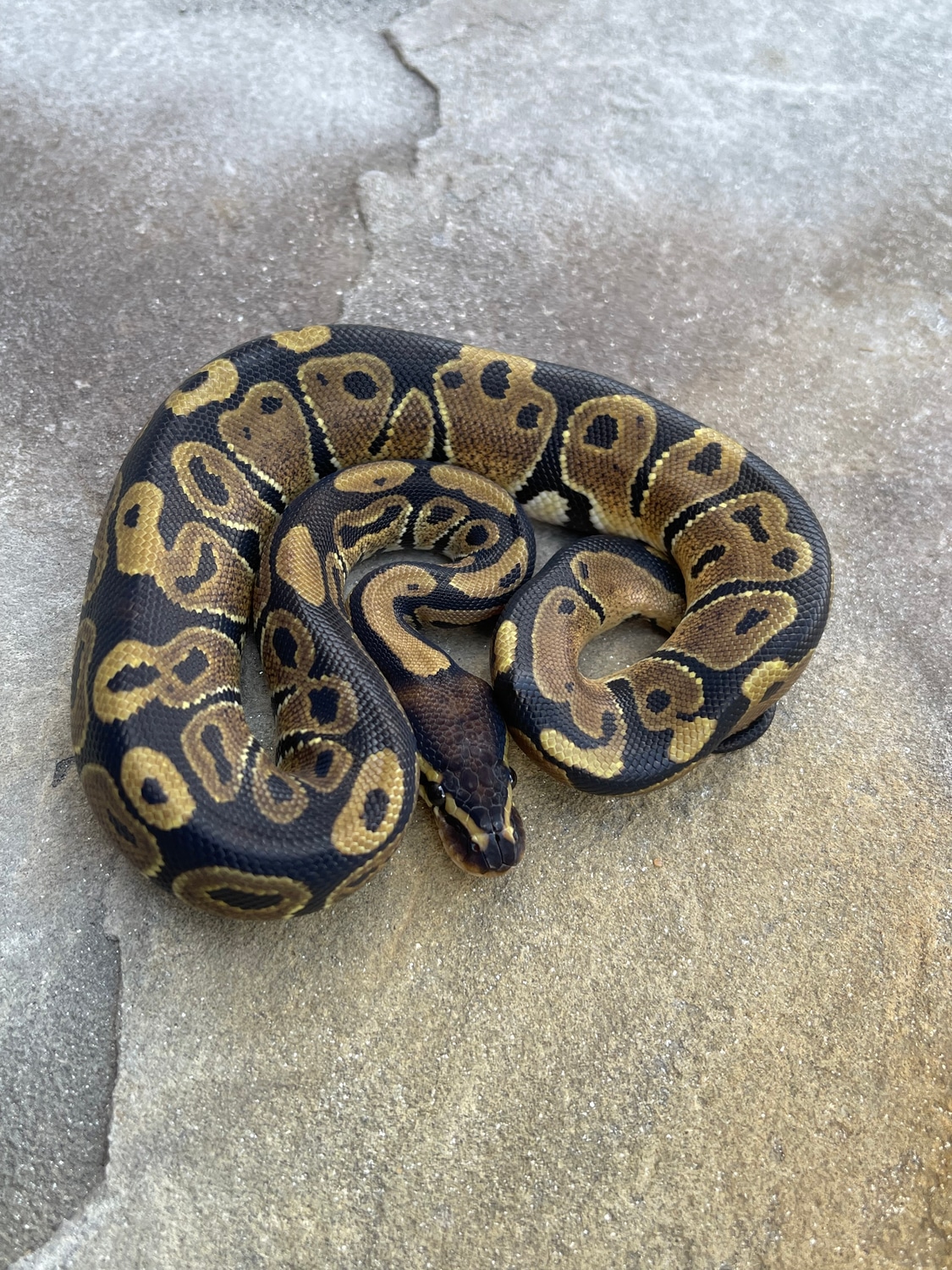 Volta Ball Python by 4Z Exotics - MorphMarket