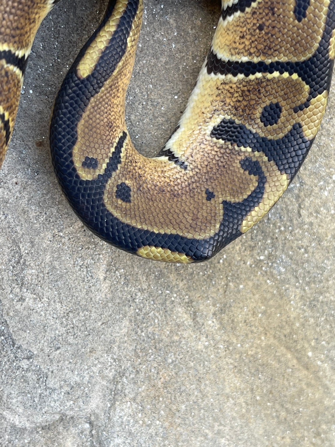 Volta Ball Python by 4Z Exotics - MorphMarket