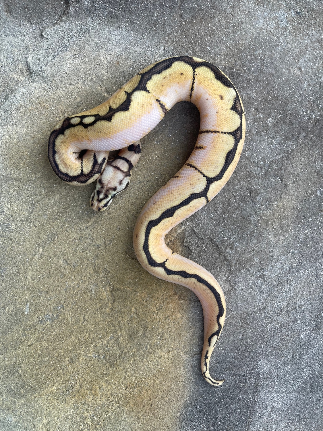 Pastel Calico Spider Possible Yellow Belly Ball Python by 4Z Exotics ...