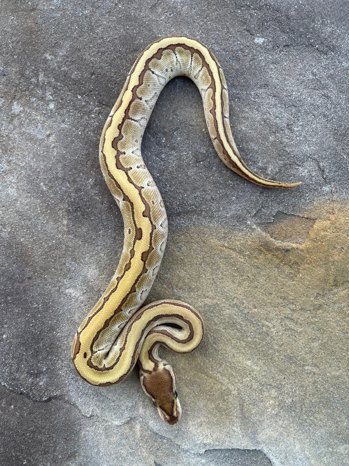 Pastel Lesser Pinstripe Ball Python by 4Z Exotics - MorphMarket