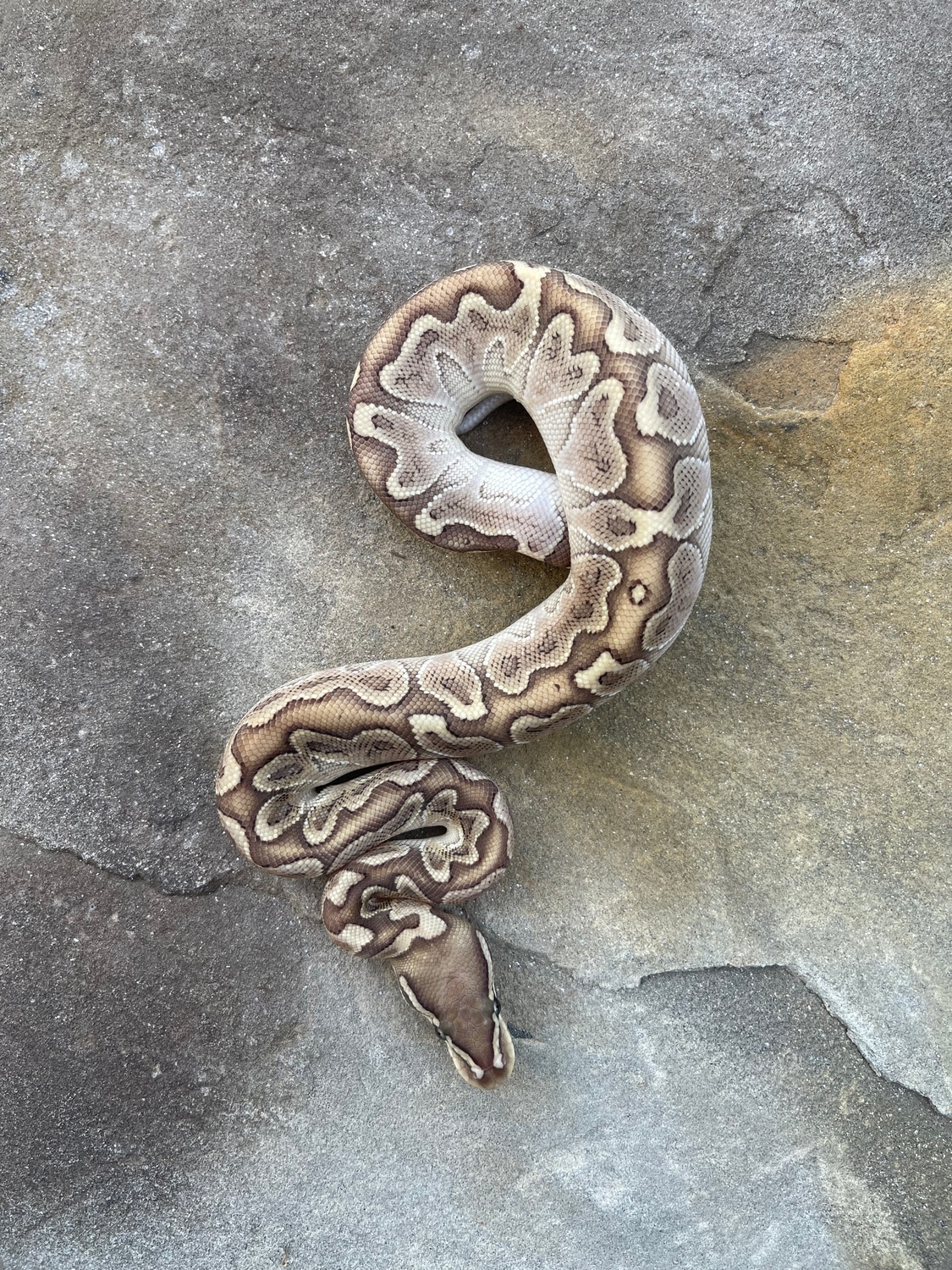 Bamboo Ball Python by 4Z Exotics - MorphMarket