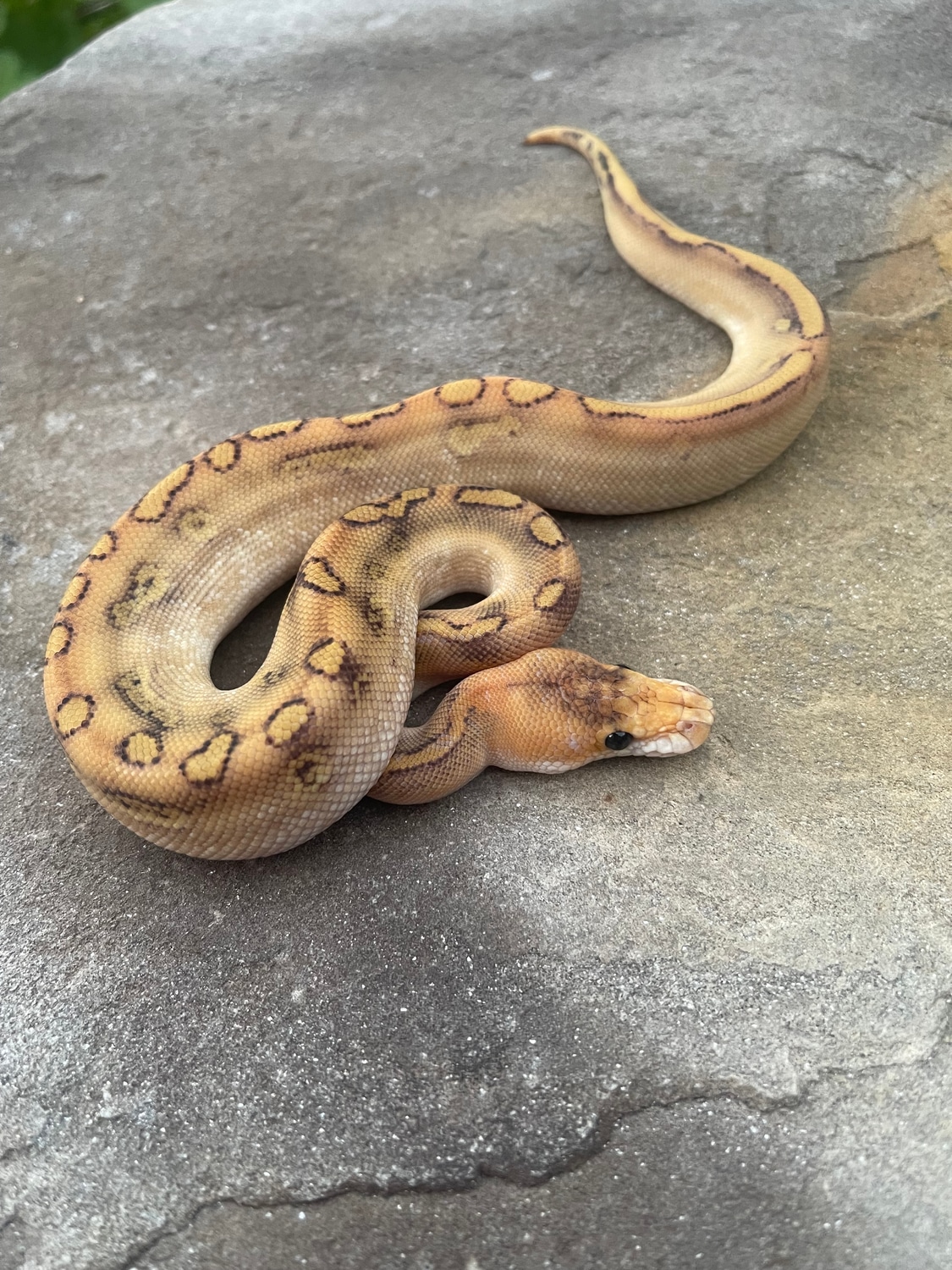 Champagne Enchi Het Clown Ball Python by 4Z Exotics - MorphMarket