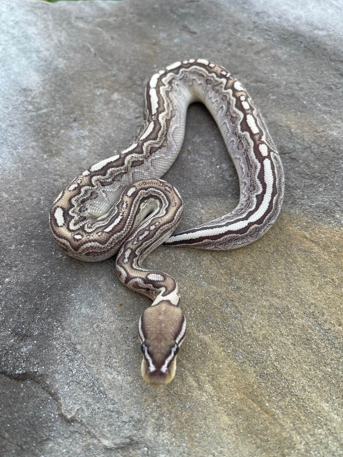 Bamboo Bongo Ball Python by 4Z Exotics - MorphMarket