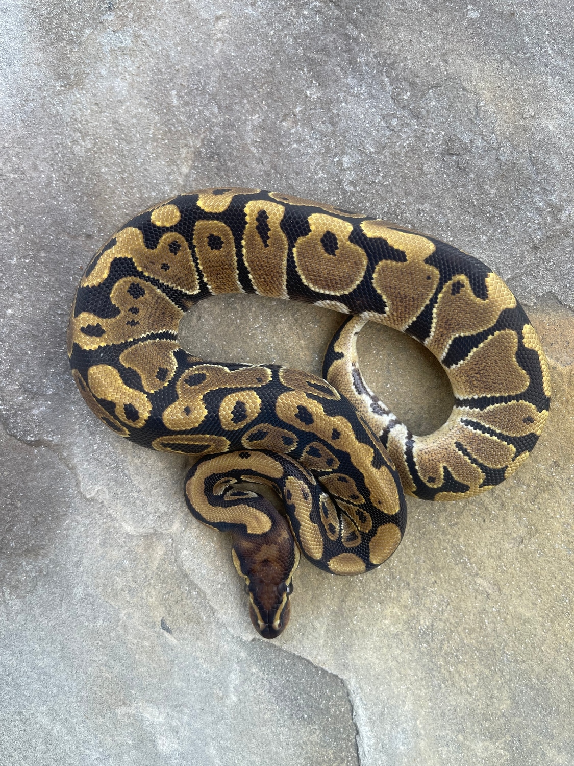 Volta Ball Python by 4Z Exotics - MorphMarket