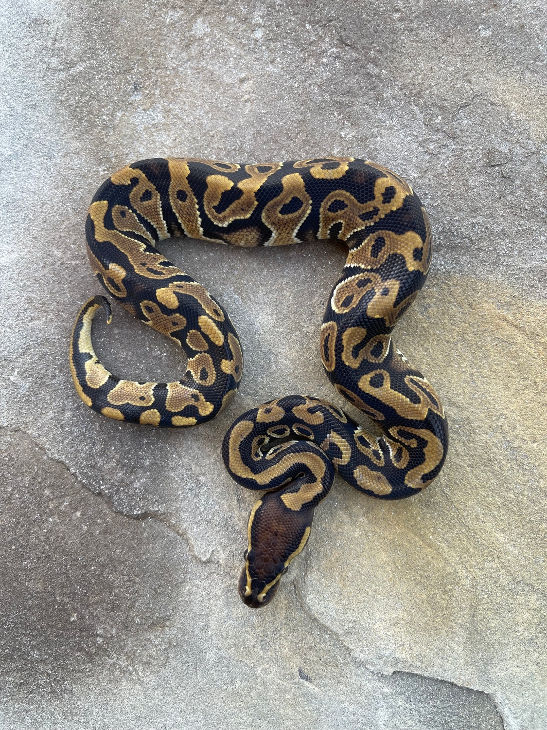 Triple Het Hypo Clown Pied Ball Python by 4Z Exotics - MorphMarket