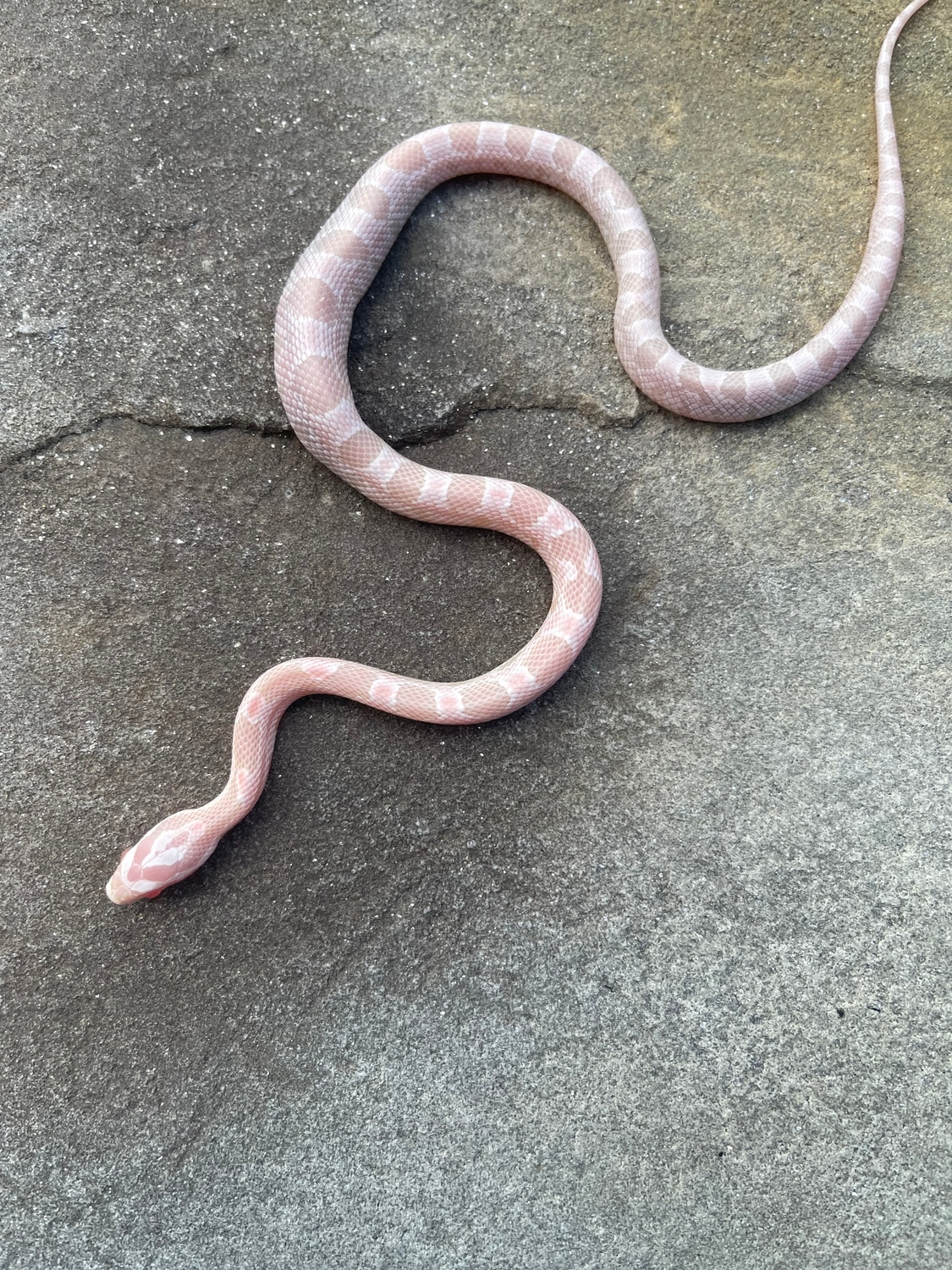 Super Salmon Snow Het Ghost 50% Het Motley Corn Snake by 4Z Exotics ...