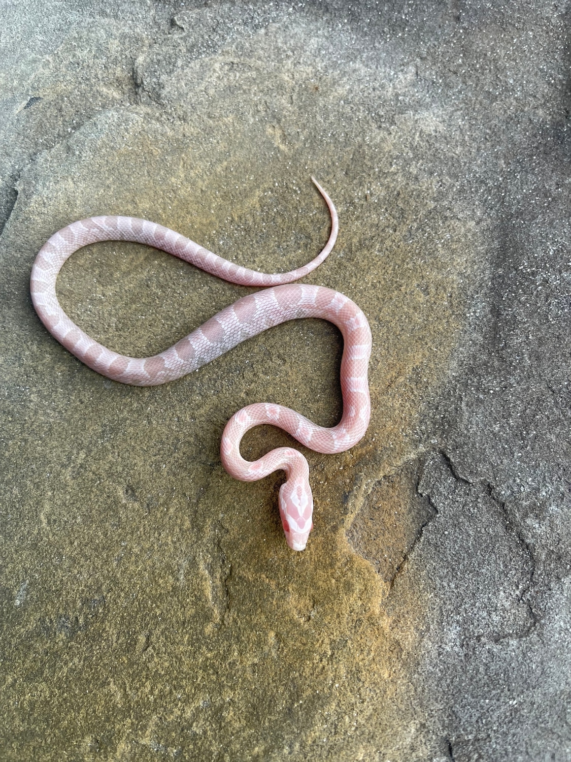 Super Salmon Snow Het Ghost 50% Het Motley Corn Snake by 4Z Exotics ...