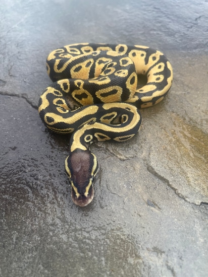Pastel Yellow Belly/Specter Het Paint Ball Python by 4Z Exotics