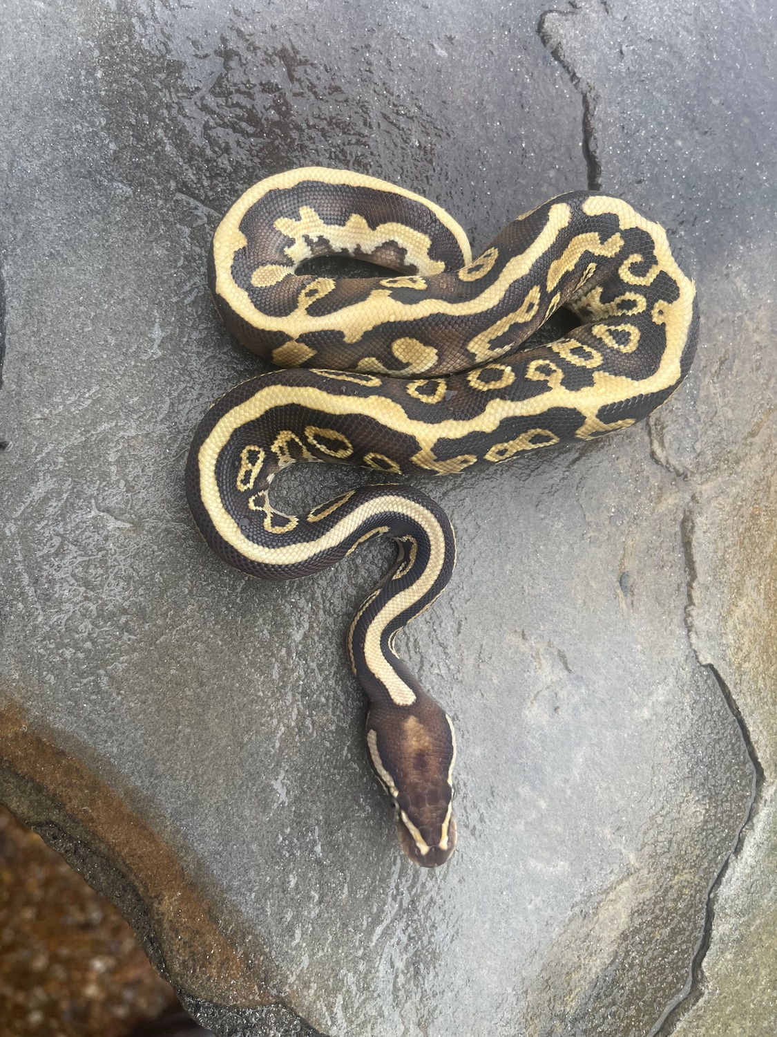 Leopard Lesser 50% Het Dessert Ghost Ball Python by 4Z Exotics ...