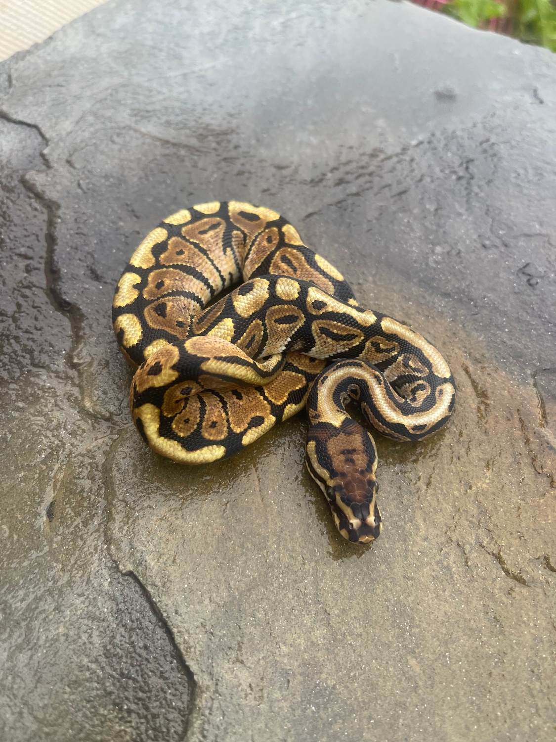 Spotnose 50% Het Desert Ghost Ball Python by 4Z Exotics - MorphMarket