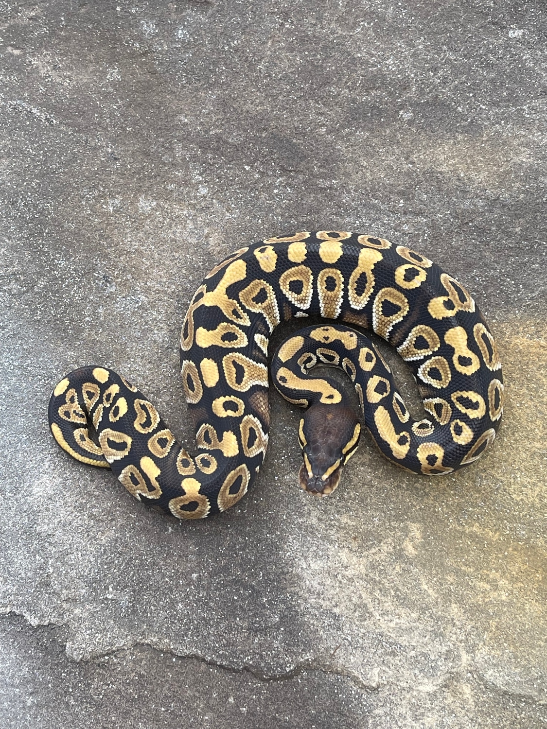 Mystic Possible Scaleless Head Ball Python by 4Z Exotics - MorphMarket