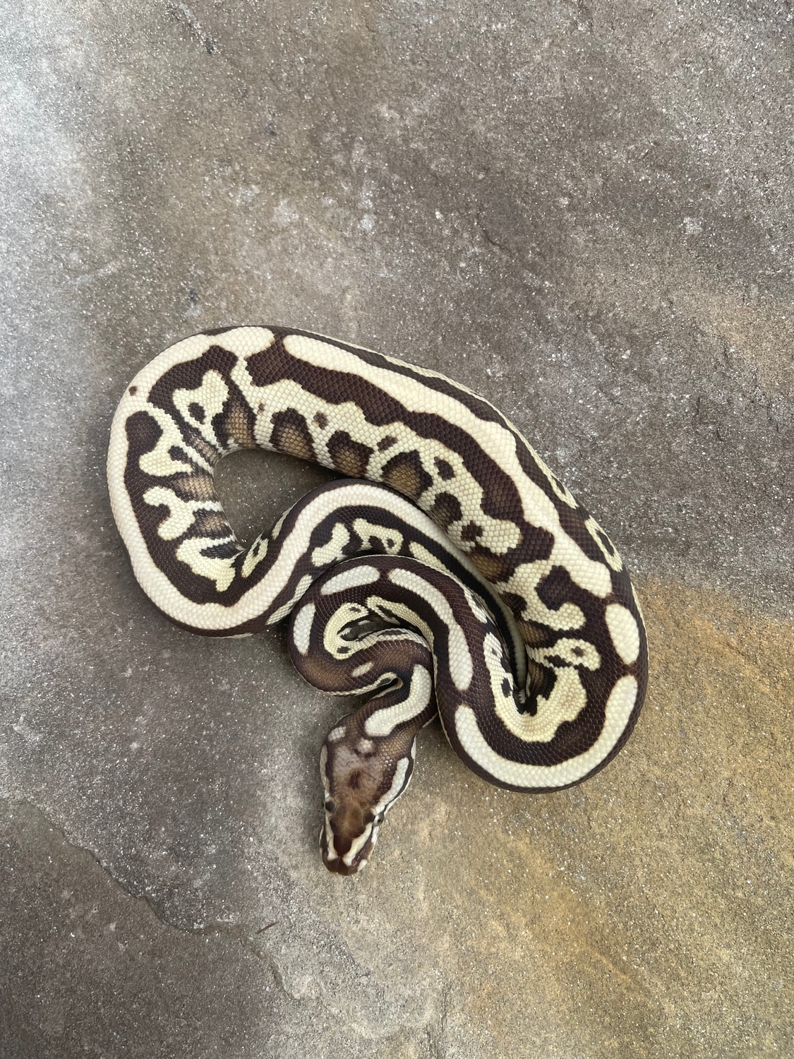 Leopard Lesser Spotnose 50% Het Dessert Ghost Ball Python by 4Z Exotics ...
