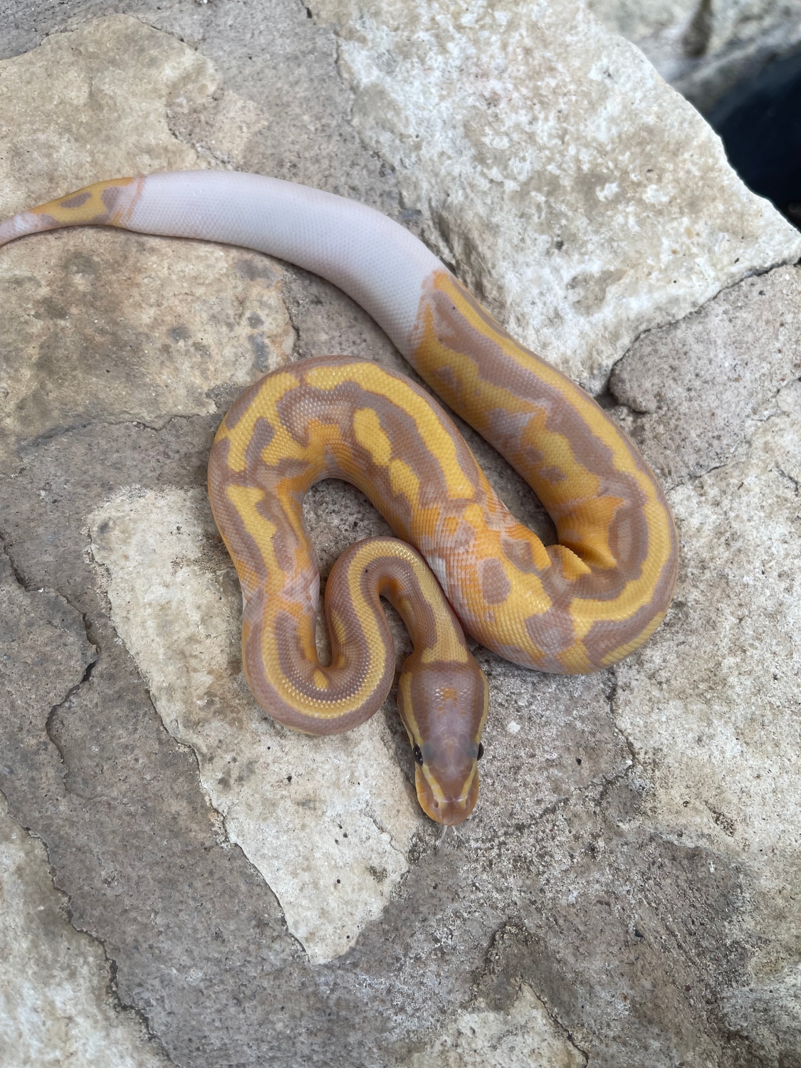 Banana Pied Ball Python by 4Z Exotics - MorphMarket