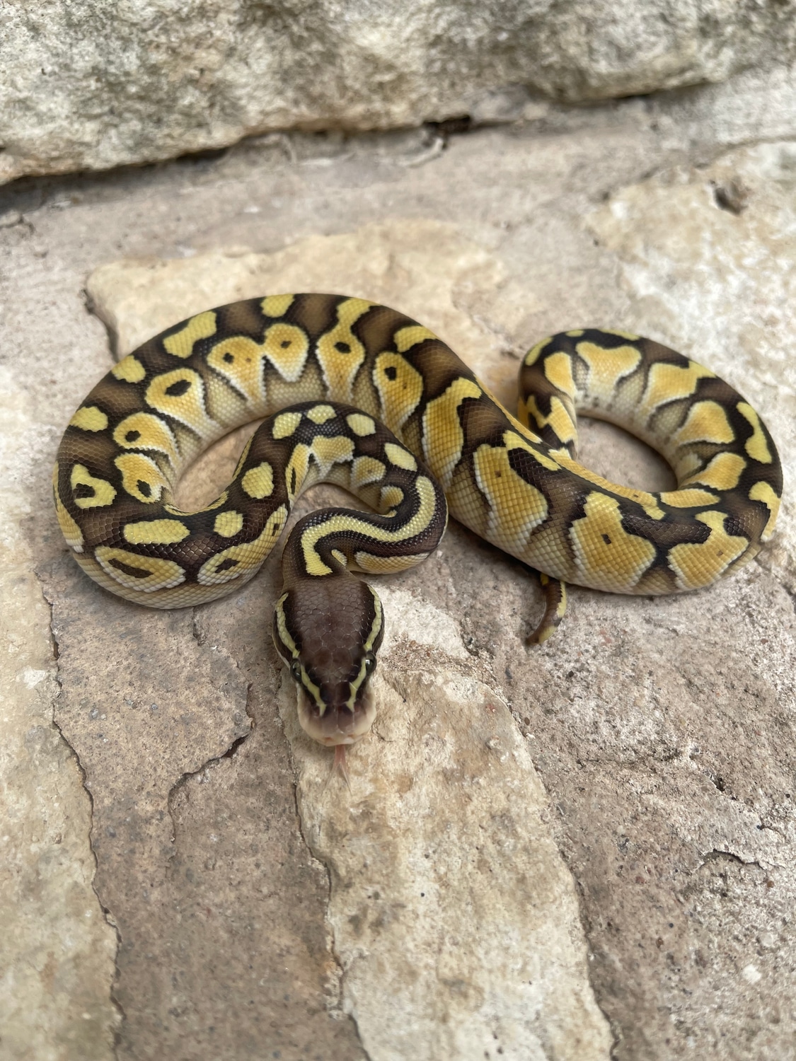 2022 Pastel Lessser Ball Python by 4Z Exotics - MorphMarket