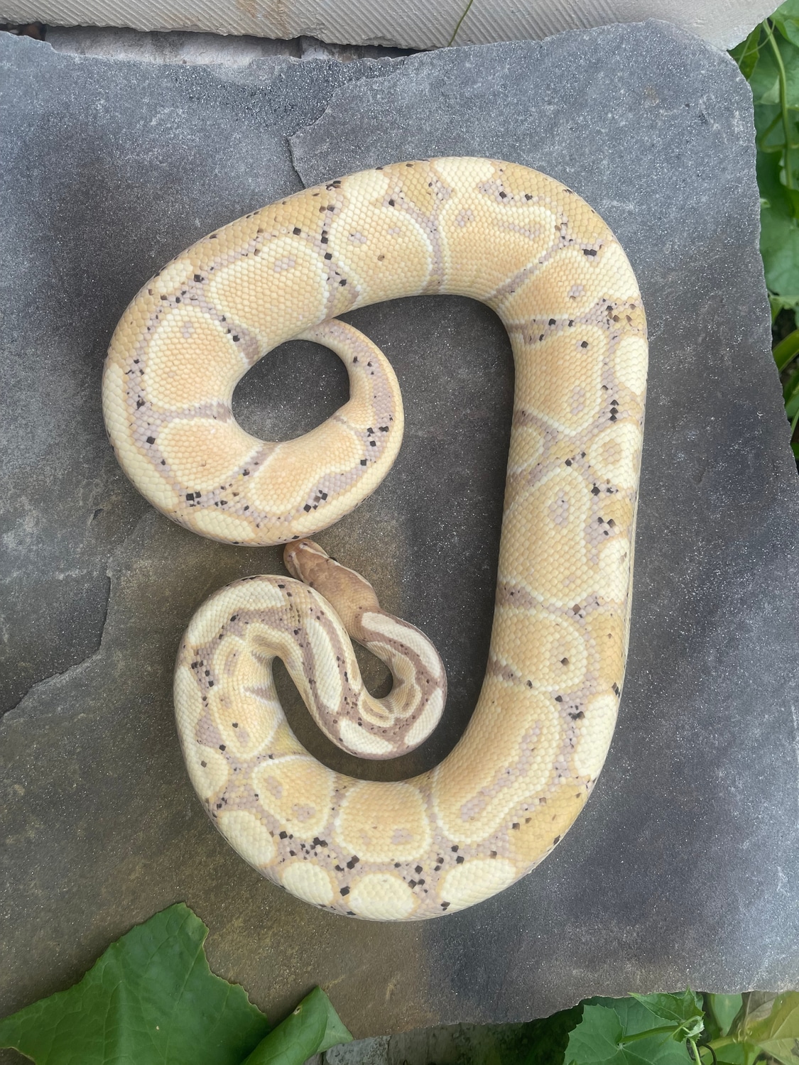 Banana Enchi Ball Python by 4Z Exotics - MorphMarket