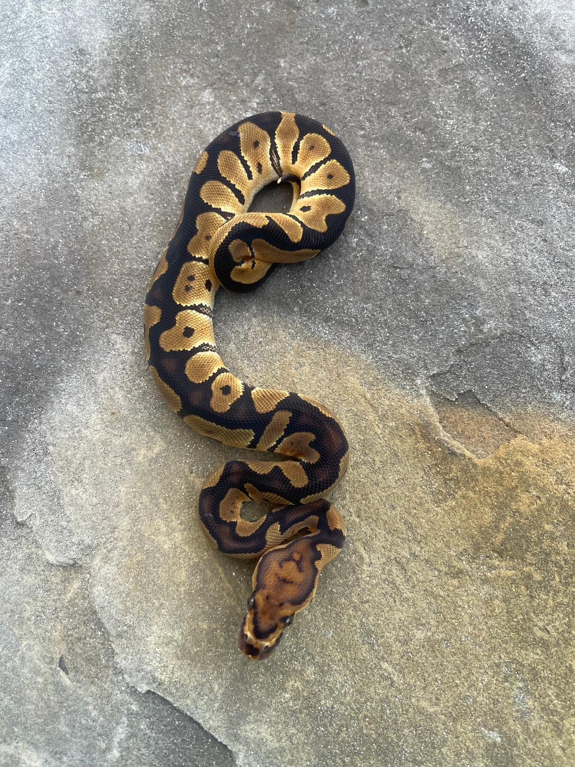 Clown Ball Python by 4Z Exotics - MorphMarket