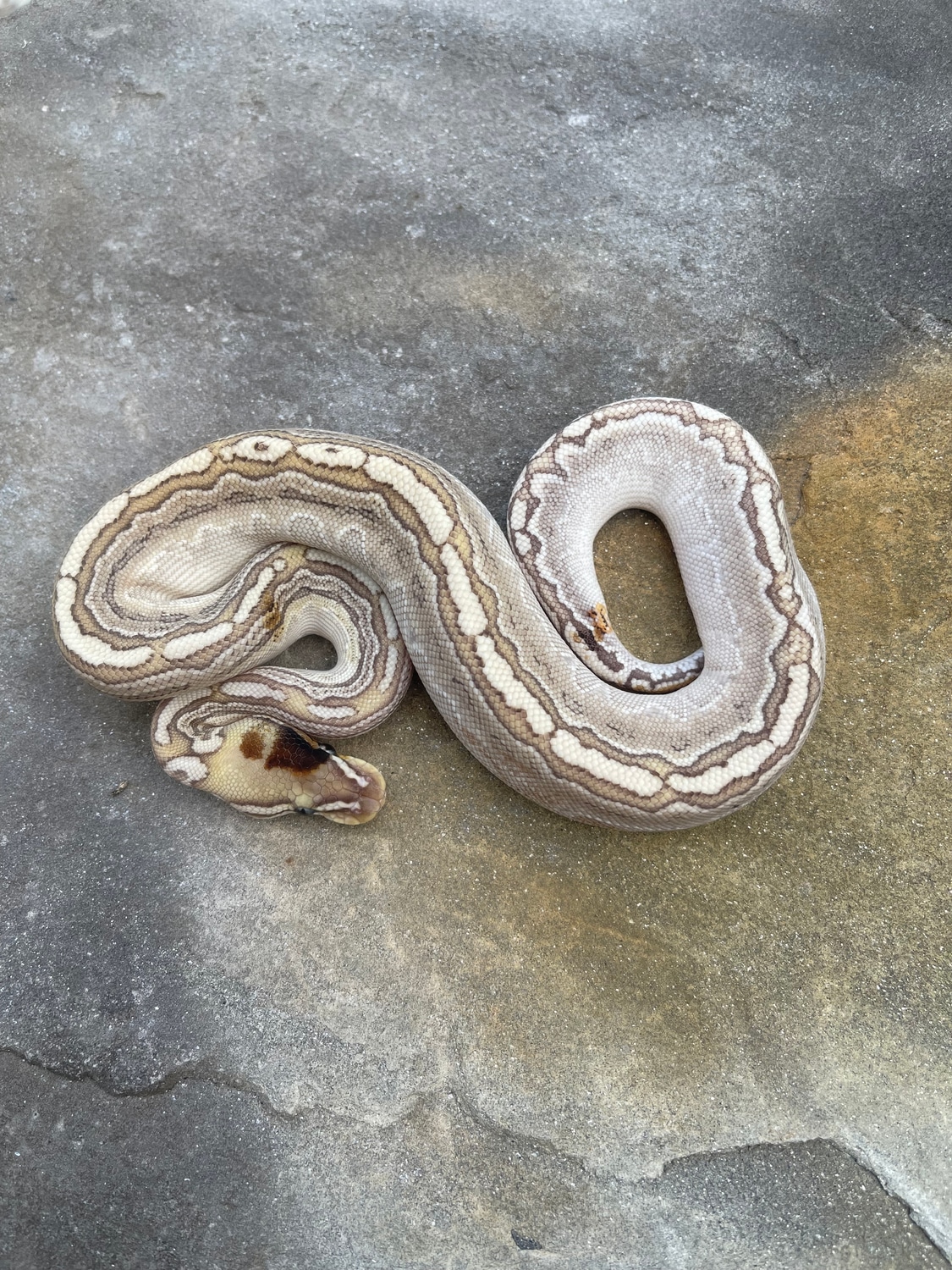 Bamboo Bongo Paradox Ball Python by 4Z Exotics - MorphMarket