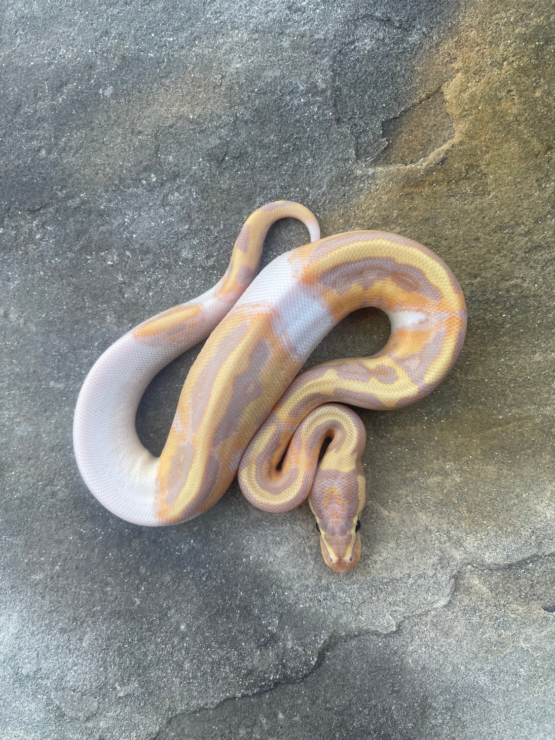Banana Pied Ball Python by 4Z Exotics - MorphMarket
