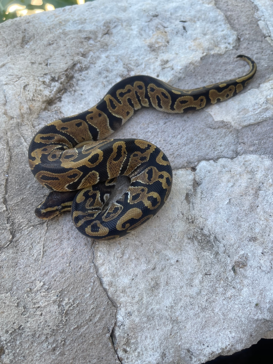 Triple Het Hypo Clown Pied Ball Python by 4Z Exotics - MorphMarket