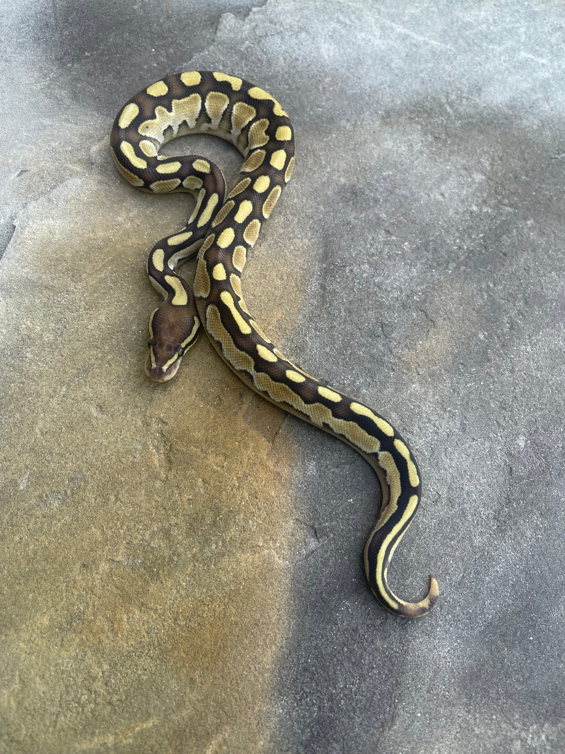 Lesser Enchi Ball Python by 4Z Exotics - MorphMarket