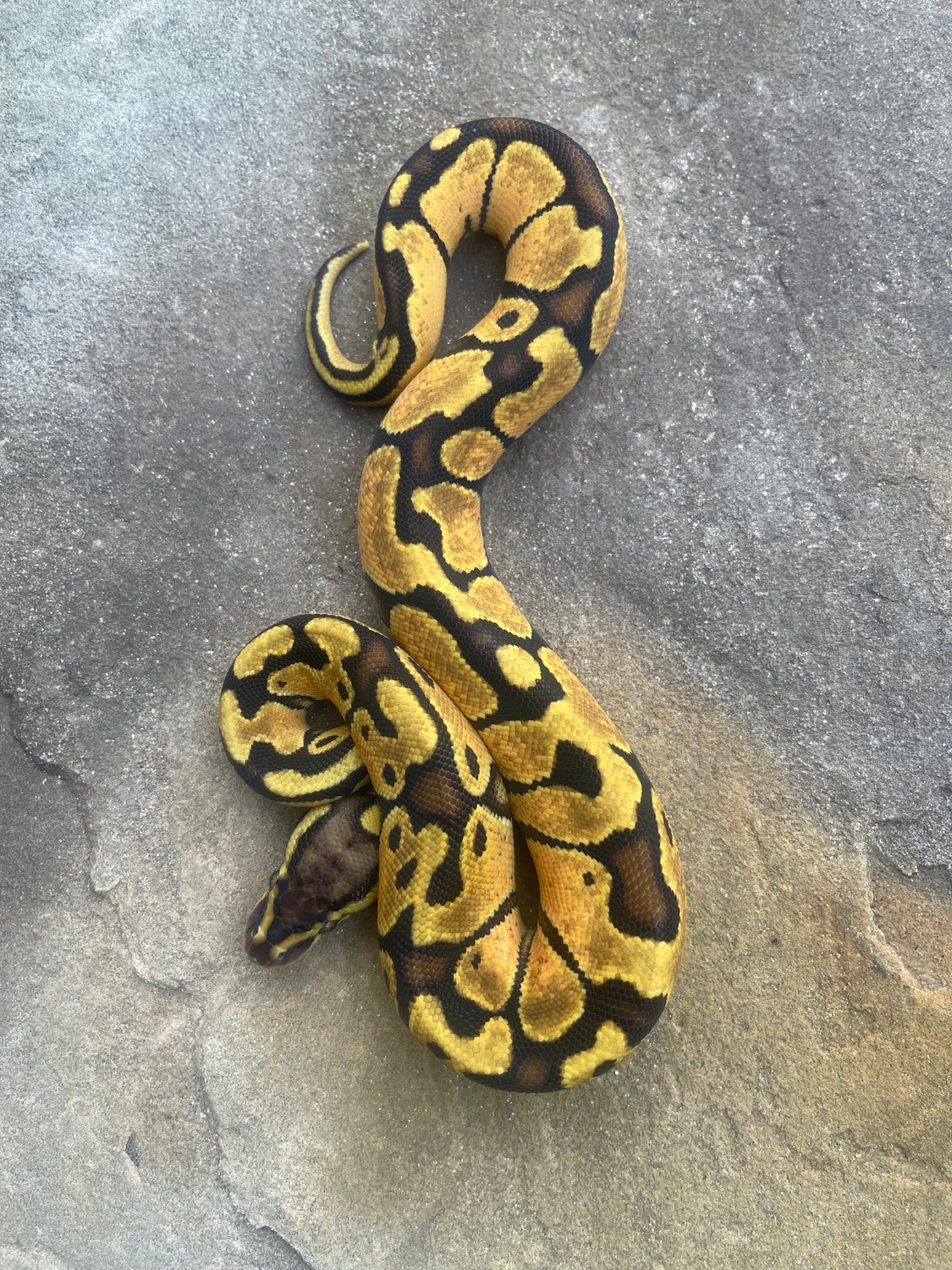Pastel Enchi Yellow Belly Ball Python by 4Z Exotics - MorphMarket