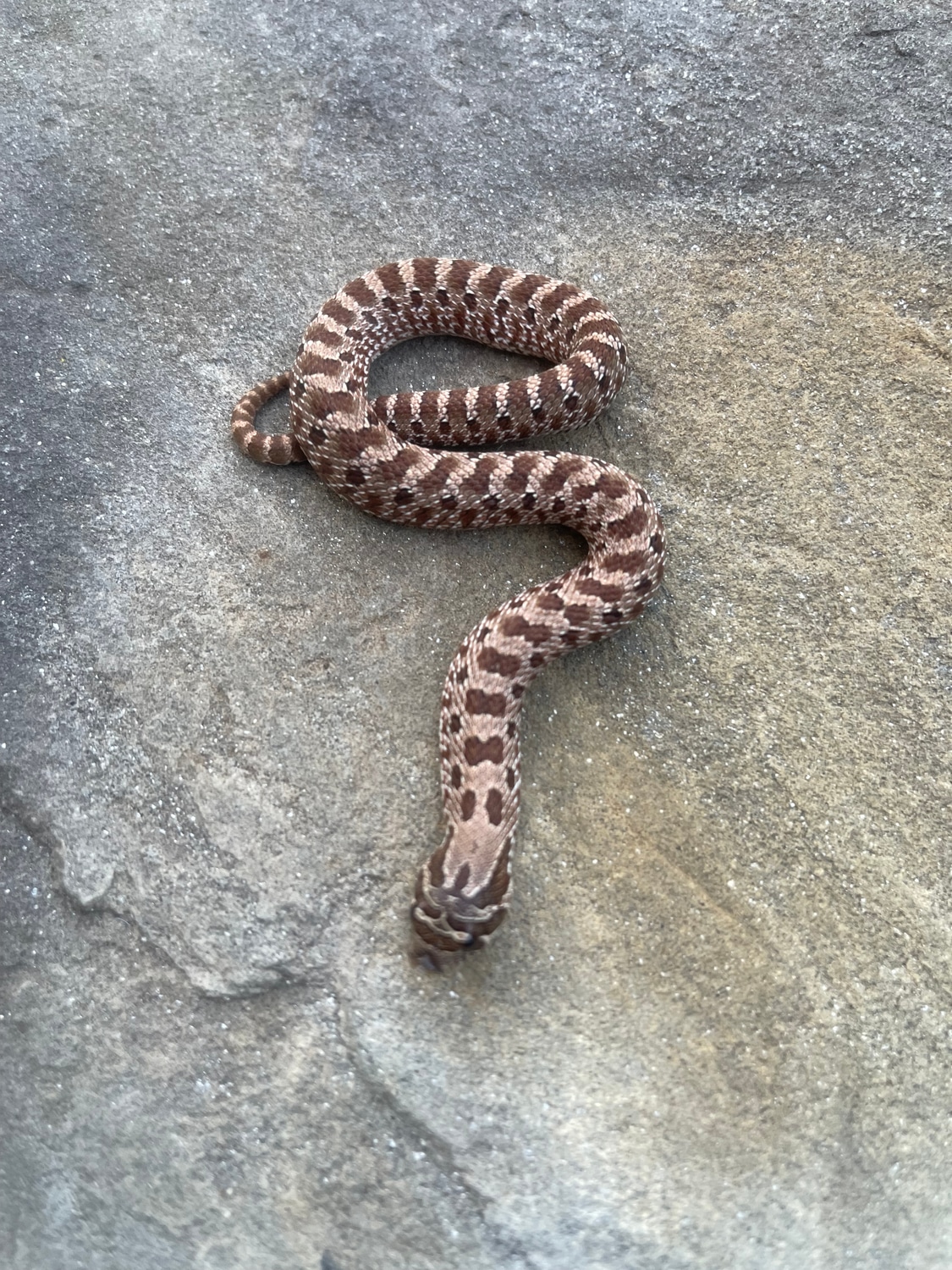 Triple Het Sable Albino Axanthic Western Hognose by 4Z Exotics ...