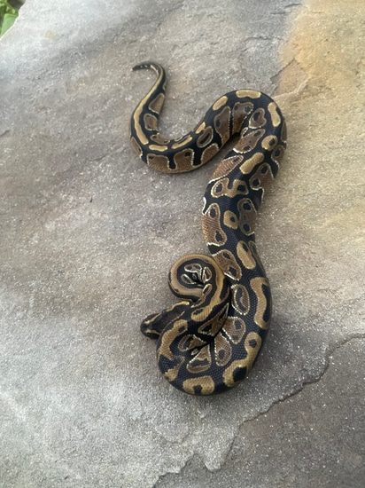 Hurricane Het Pied Ball Python by 4Z Exotics