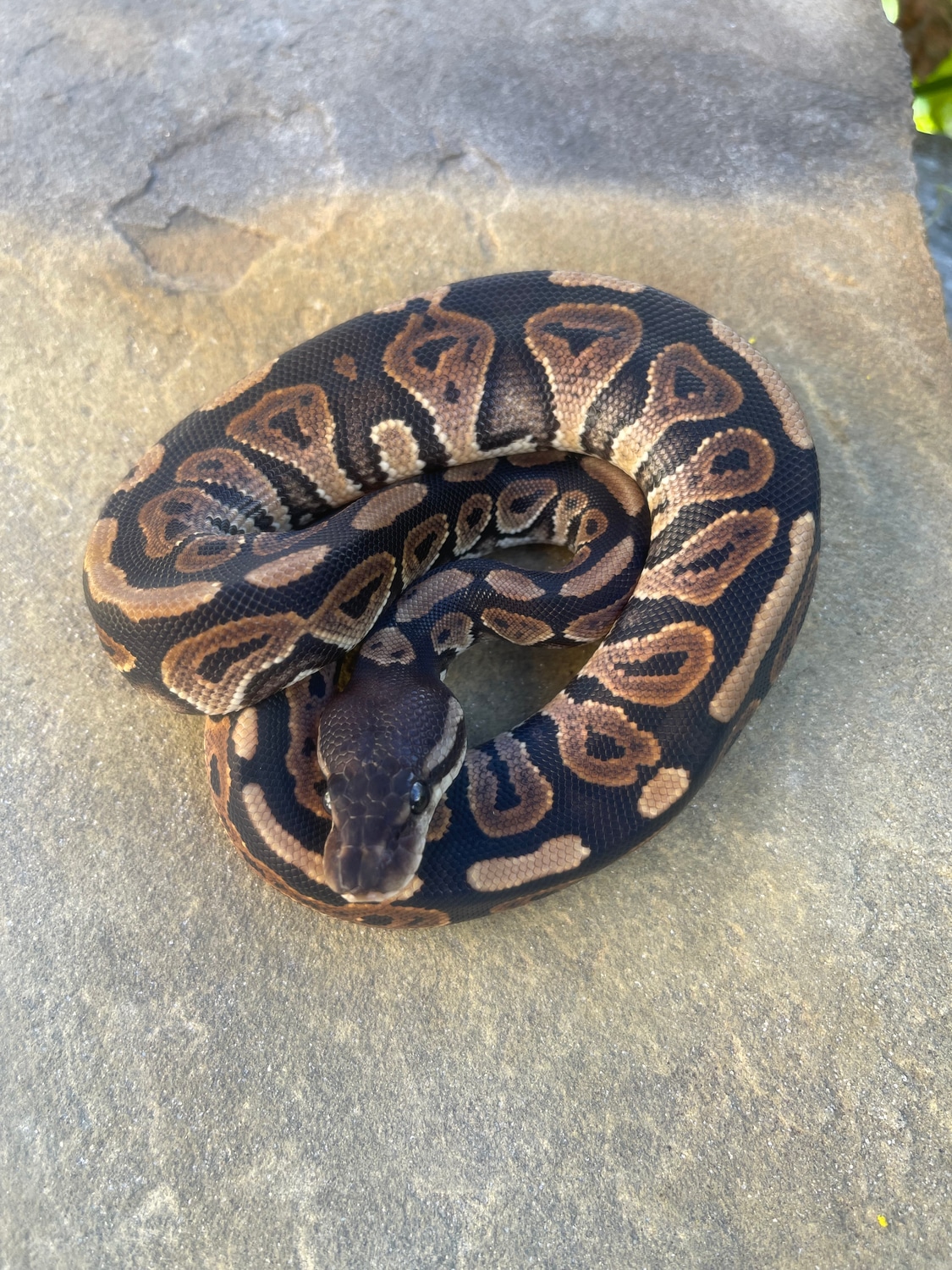 Cinnamon 66% Het Clown Ball Python by 4Z Exotics - MorphMarket