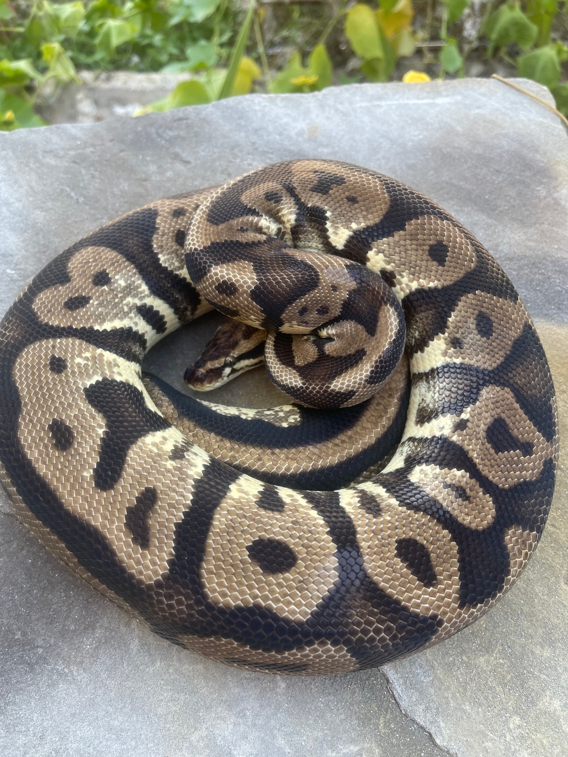 Pastel Leopard Het Pied Ball Python by 4Z Exotics - MorphMarket