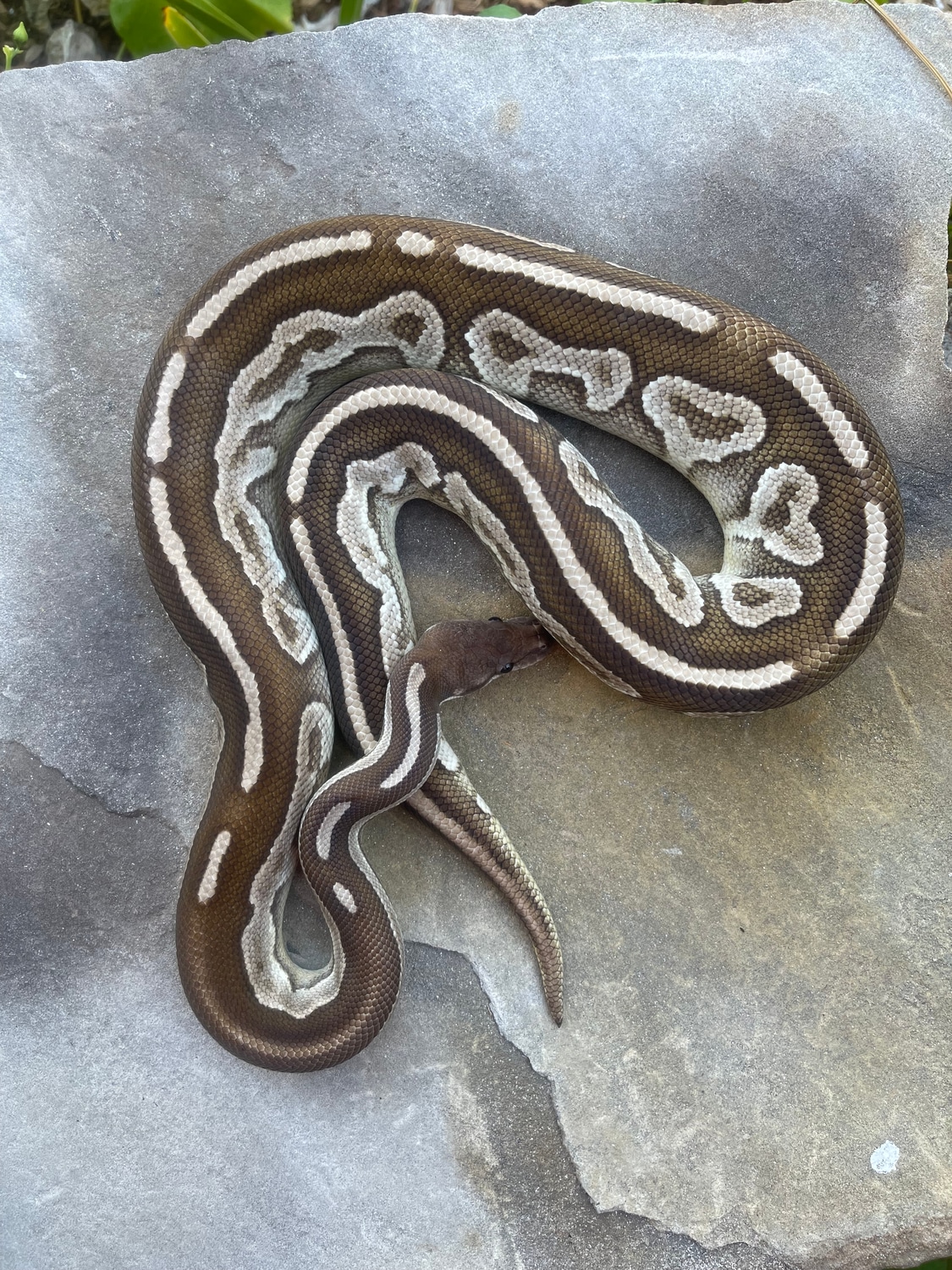 Mojave Cinnamon Het Hypo Ball Python by 4Z Exotics - MorphMarket