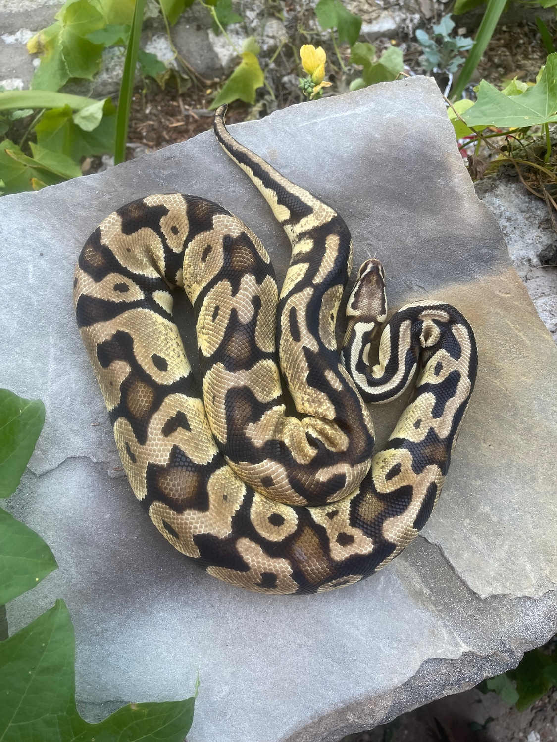 Firefly Het Pied Ball Python by 4Z Exotics - MorphMarket