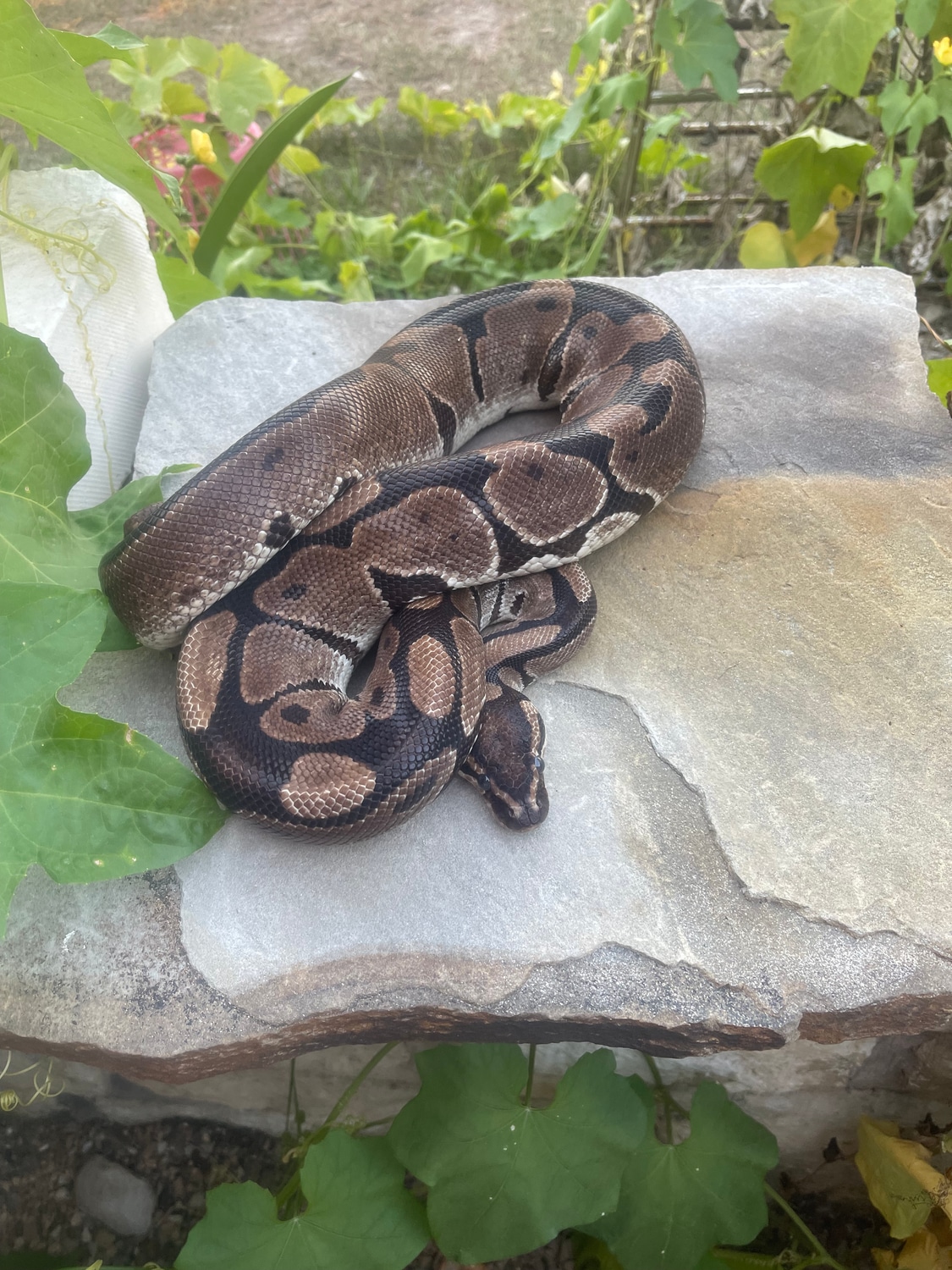 Woma Ball Python by 4Z Exotics - MorphMarket