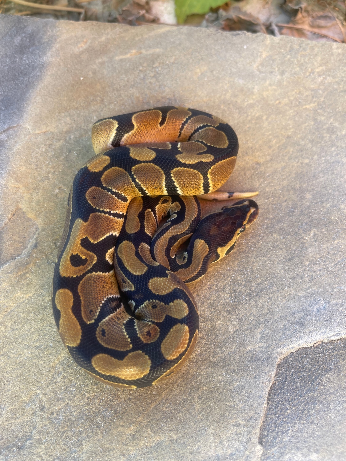 Enchi Ball Python by 4Z Exotics - MorphMarket