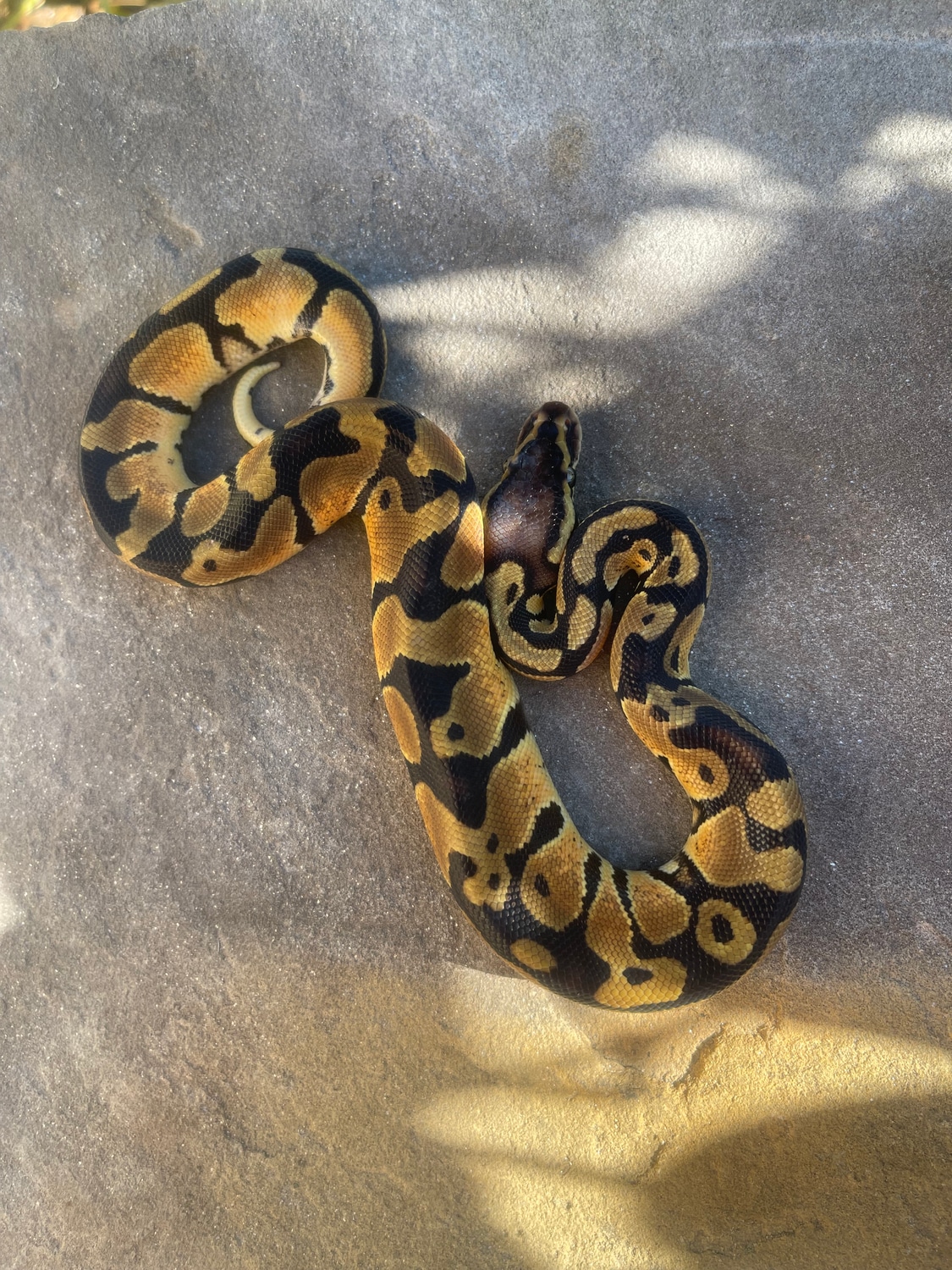 Pastel Enchi Ball Python by 4Z Exotics - MorphMarket