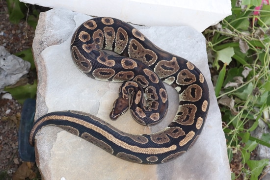 Marvel Ball Python by 4Z Exotics