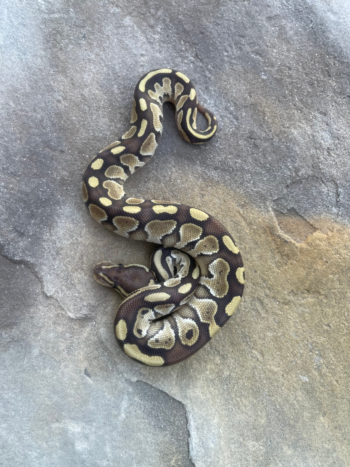 Lesser Ball Python by 4Z Exotics - MorphMarket