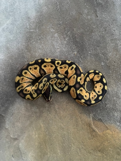 Citrus Pastel Ball Python by 4Z Exotics