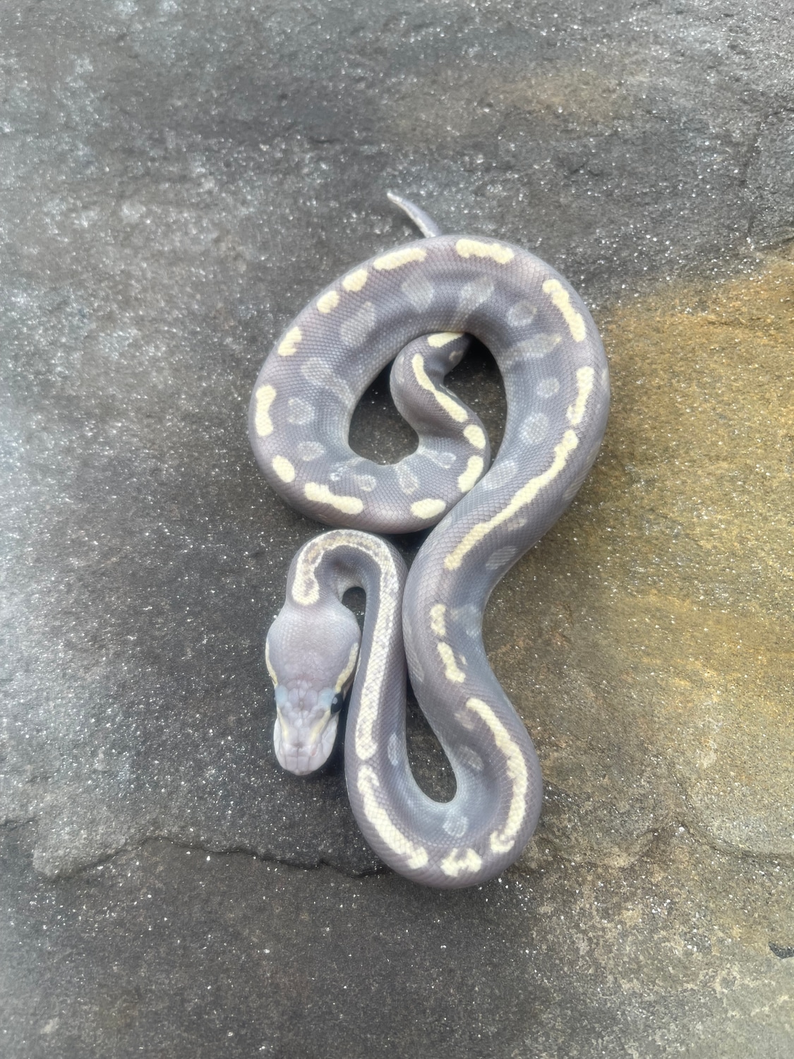 GHI Mojave Hypo Ball Python by 4Z Exotics - MorphMarket