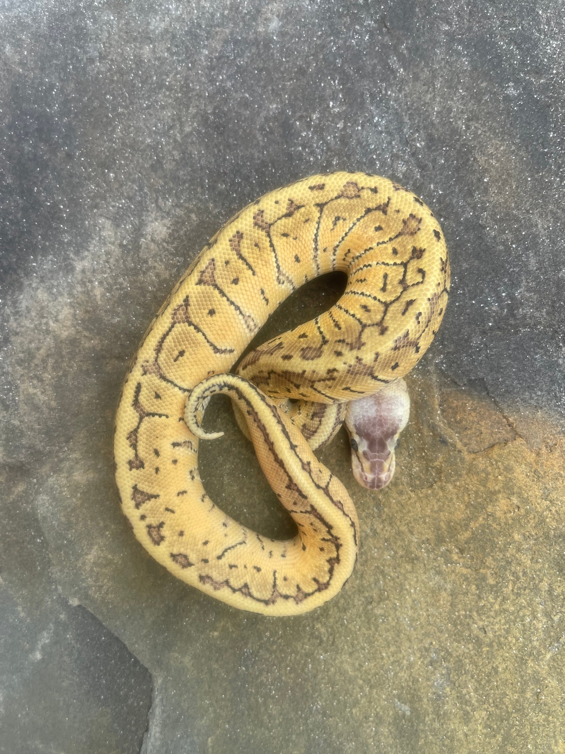 Citrus Pastel Pinstripe Ball Python by 4Z Exotics - MorphMarket