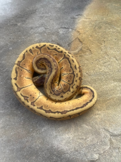 Citrus Pastel Pinstripe Ball Python by 4Z Exotics