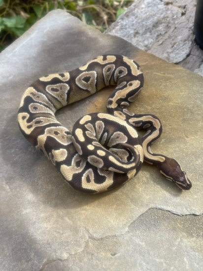 2021 Mojave Or Special Scaleless Head Ball Python by 4Z Exotics