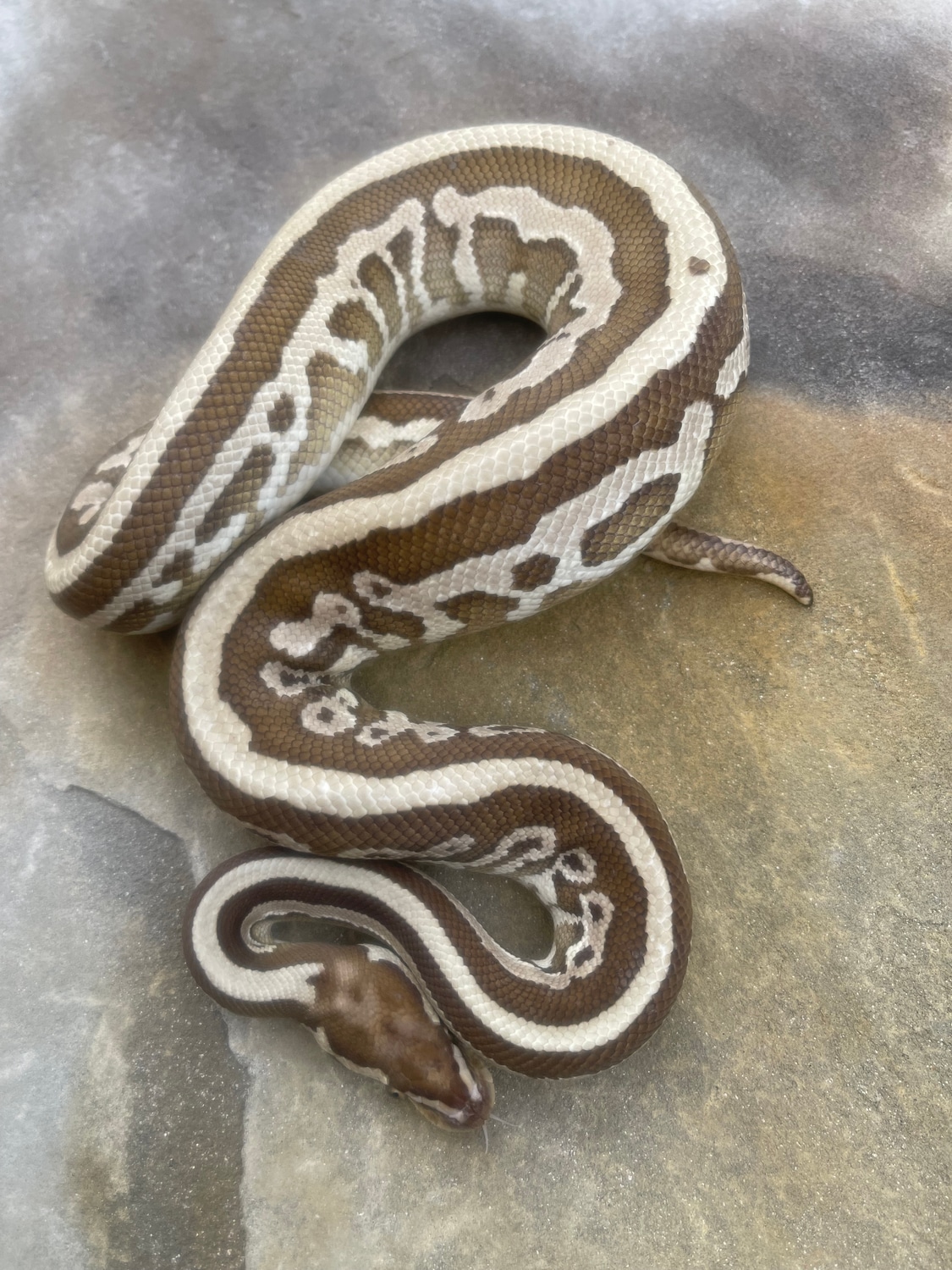 Leopard Lesser Flame Het Desert Ghost Ball Python by 4Z Exotics ...