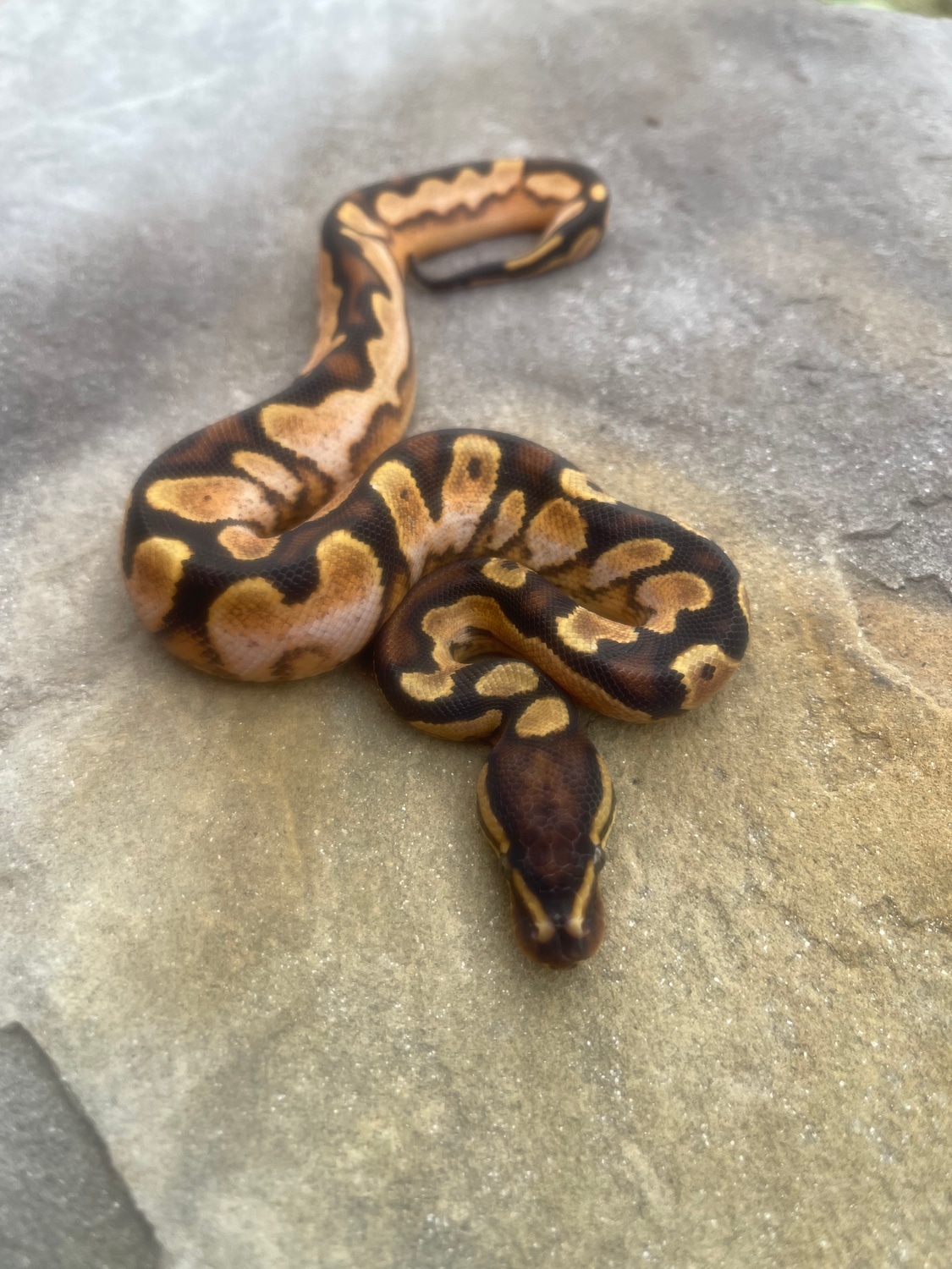Orange Dream Calico Jungle Woma Yellow Belly Ball Python by 4Z Exotics ...