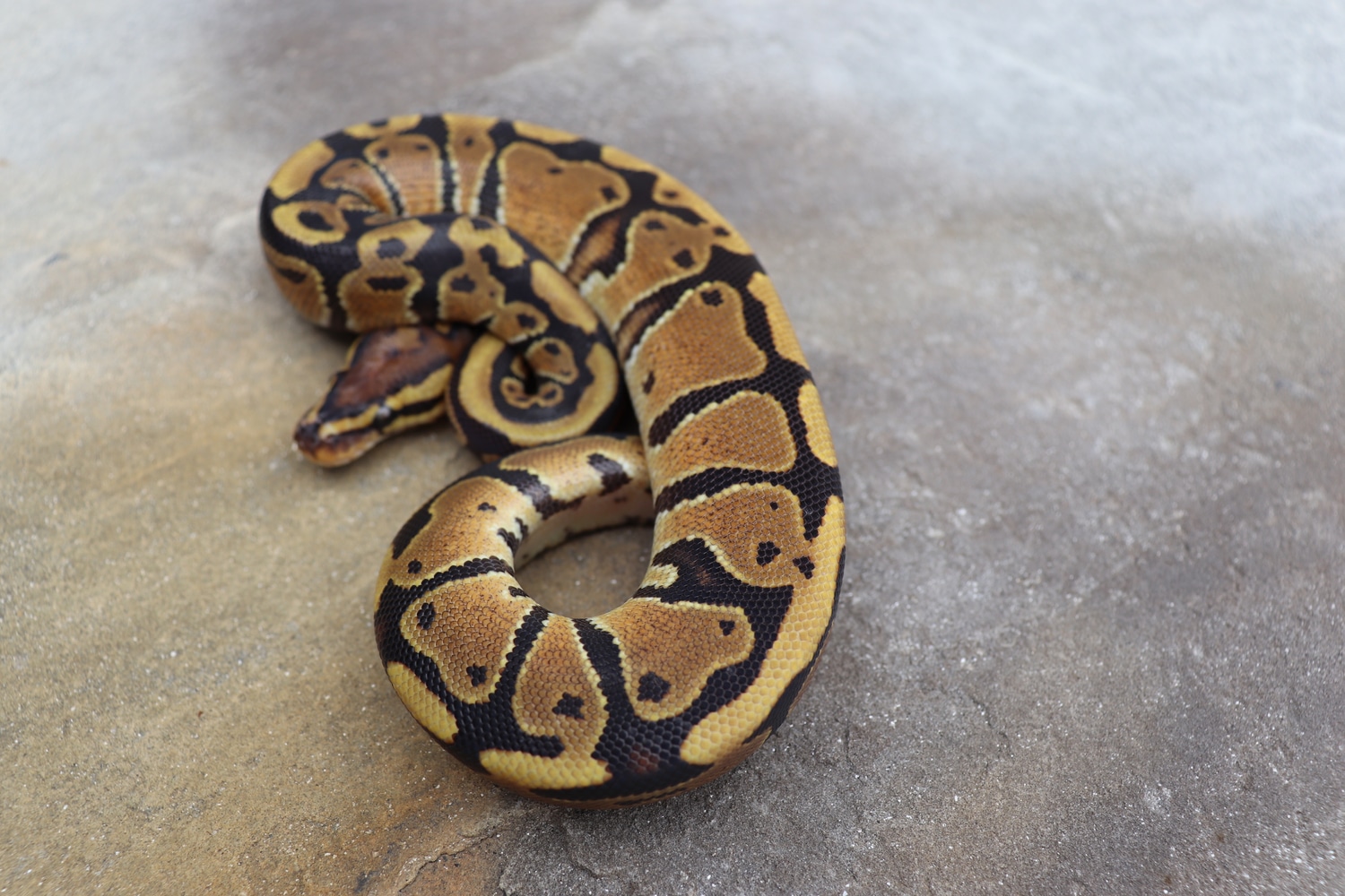 Vanilla Double Het Albino Clown Ball Python by 4Z Exotics - MorphMarket