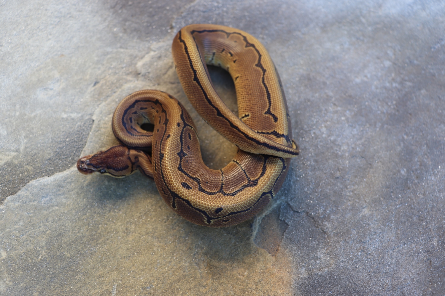 Pinstripe Het Pied Ball Python by 4Z Exotics - MorphMarket