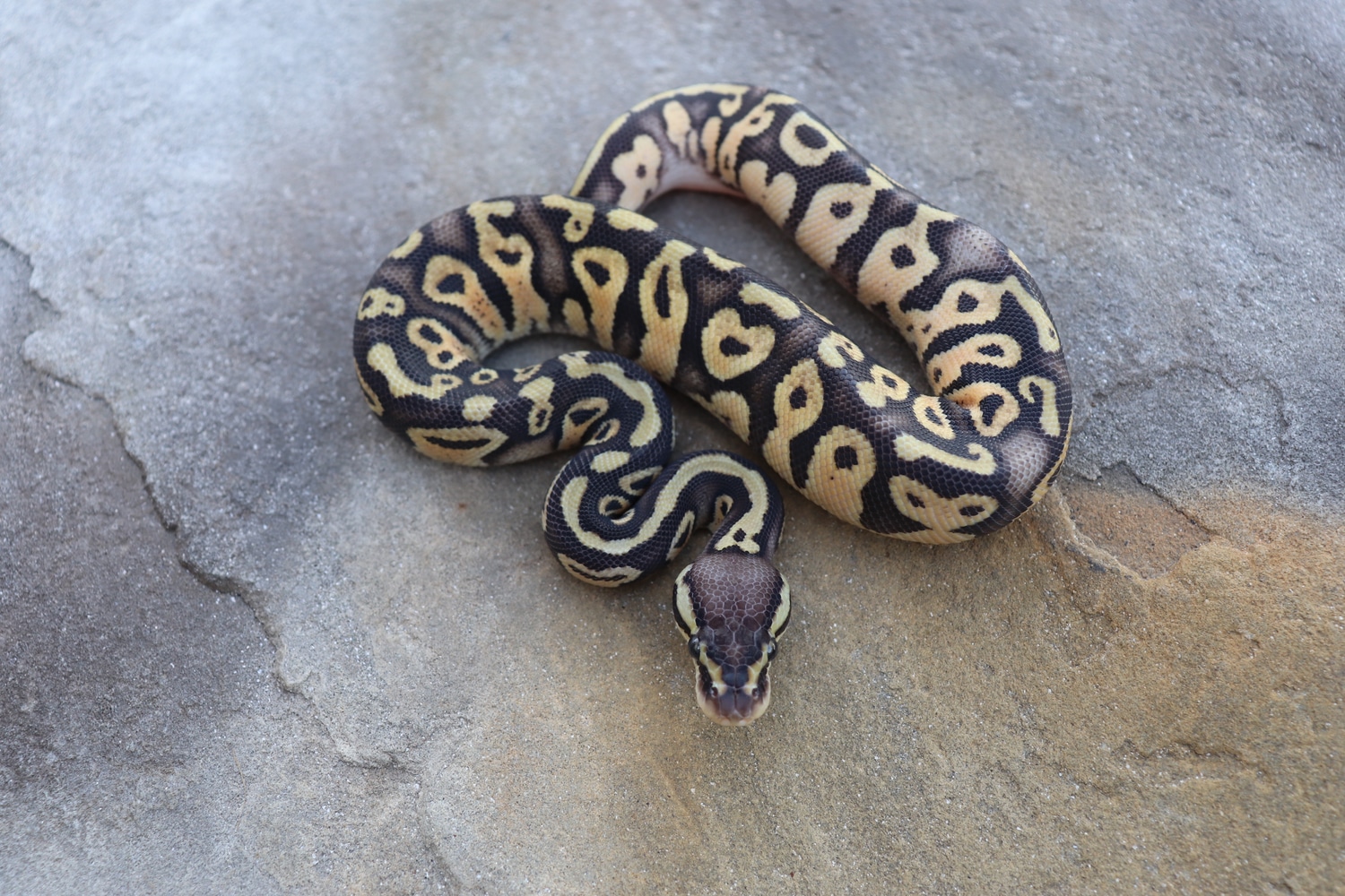 SuperFly Probable Het Paint Yellow Belly/Specter Ball Python by 4Z ...