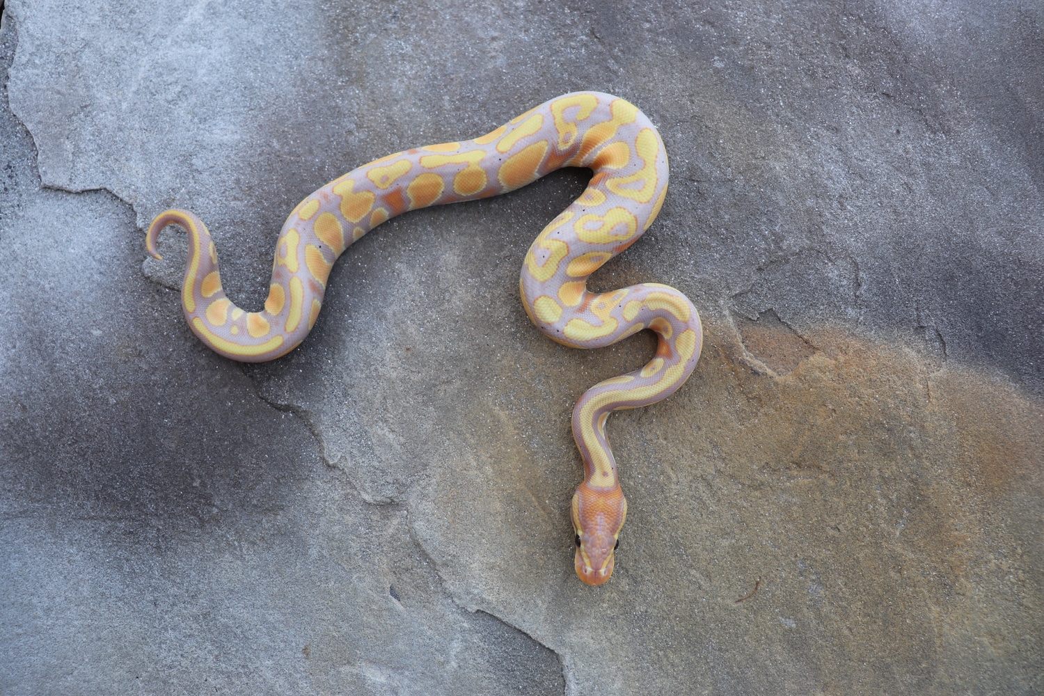 Banana Fire Het Pied Ball Python by 4Z Exotics - MorphMarket