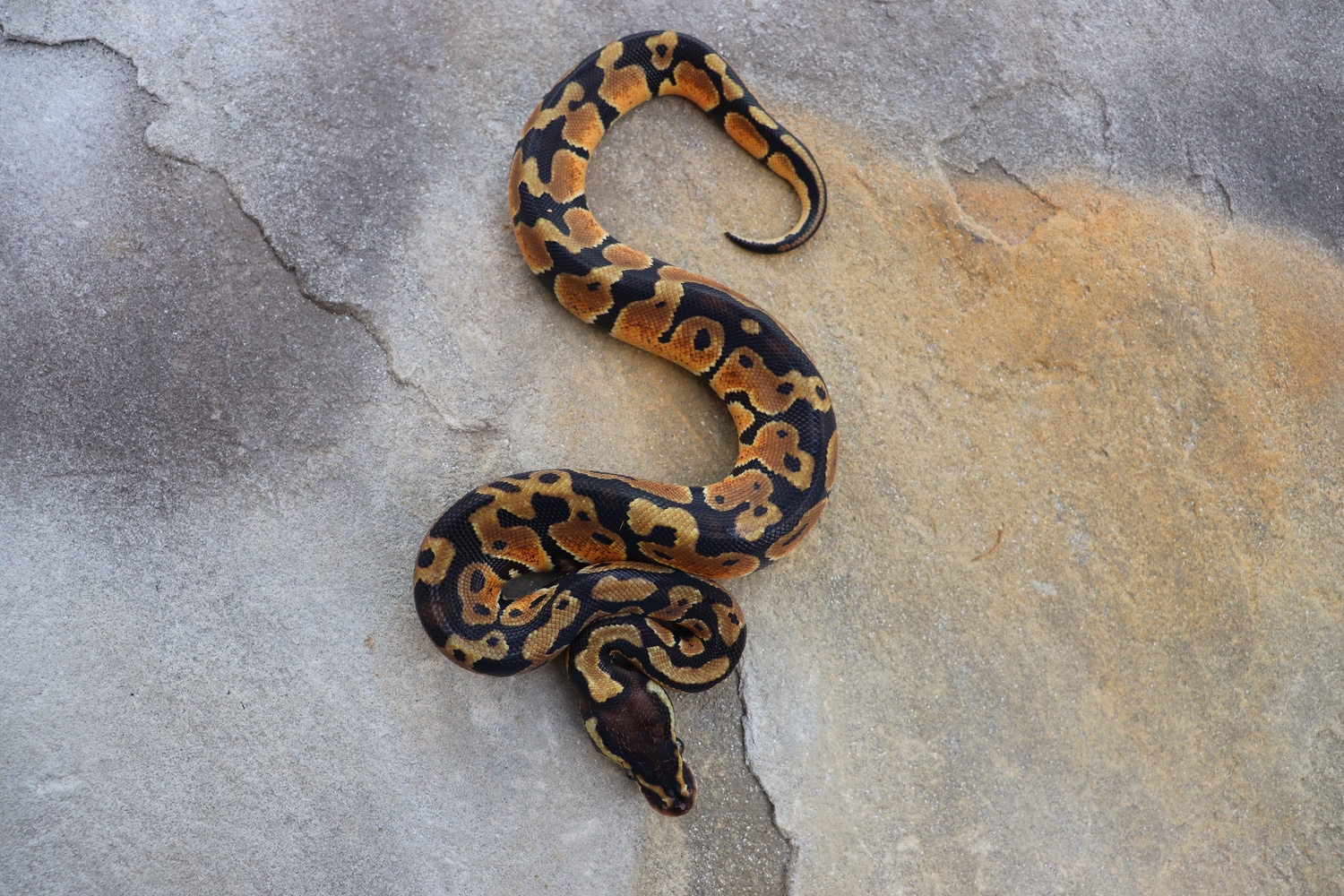 Pastel Ball Python by 4Z Exotics - MorphMarket